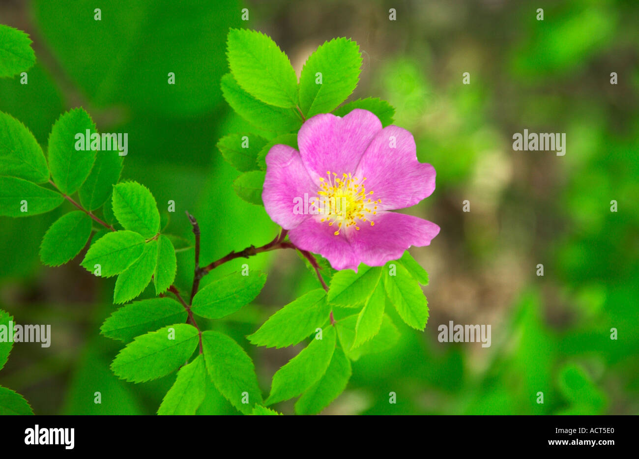 Manitoba wild rose hi-res stock photography and images - Alamy