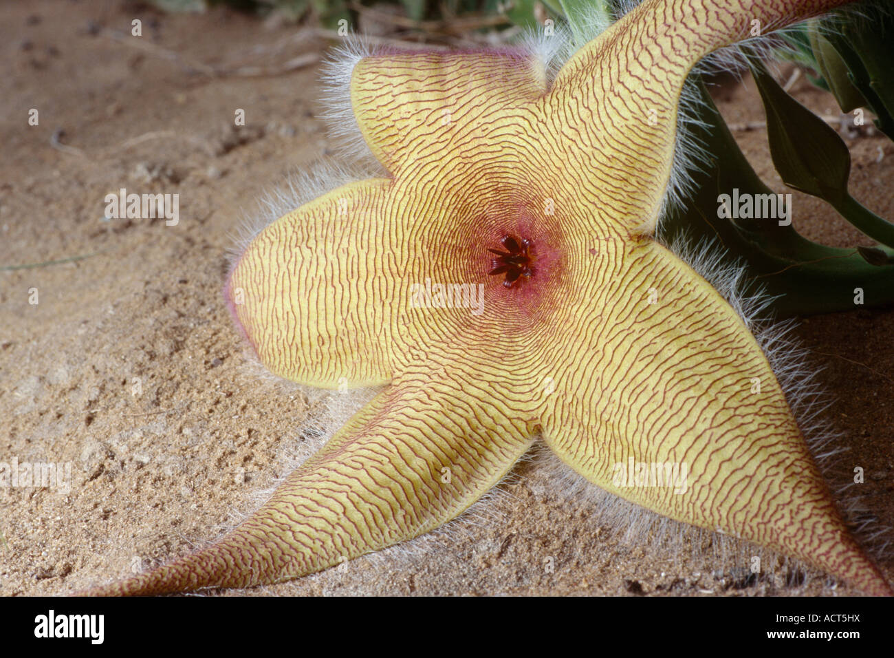 Stapelia gigantea flower Giant carrion flower Maputaland Tembe Elephant ...