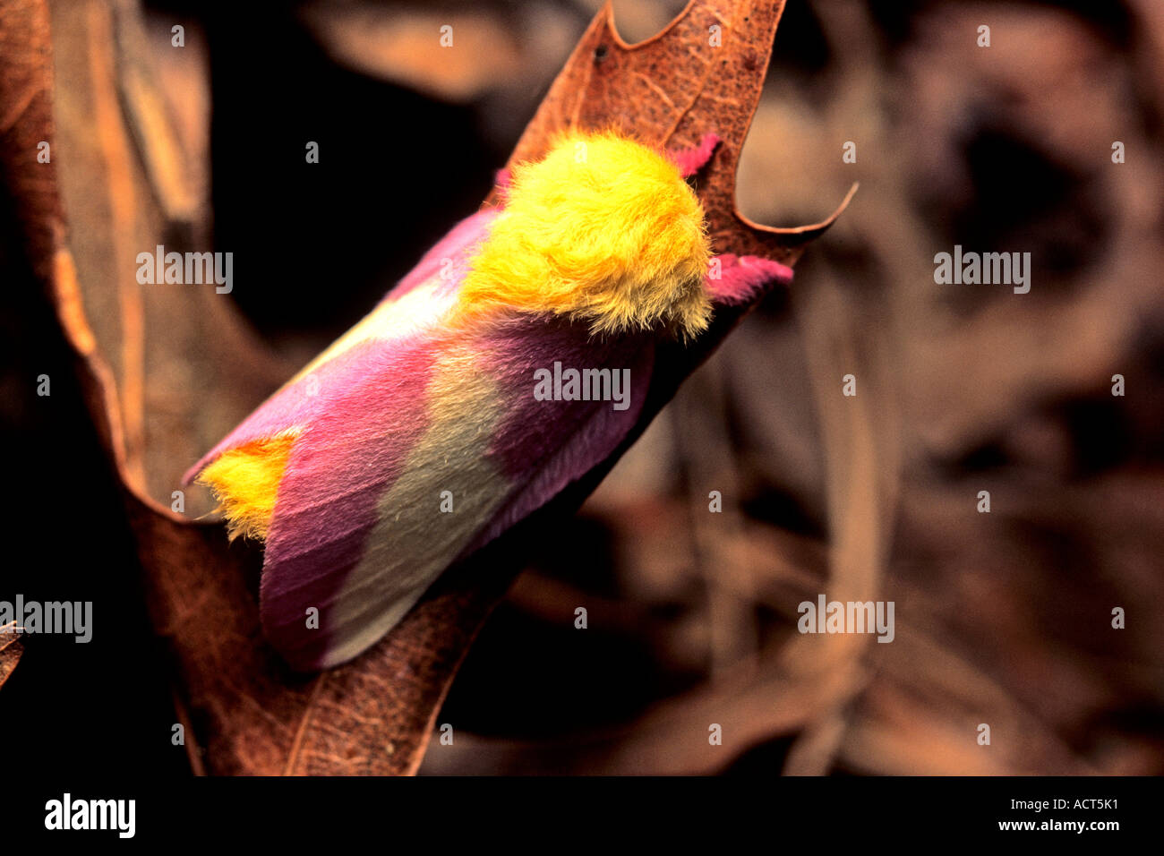 Rosy Maple Moth Dryocampa rubicunda, Chattahoochee National Forest ...