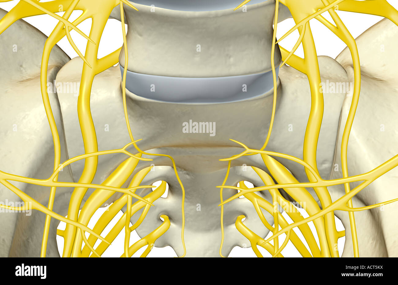 Sacral Nerves High Resolution Stock Photography and Images - Alamy