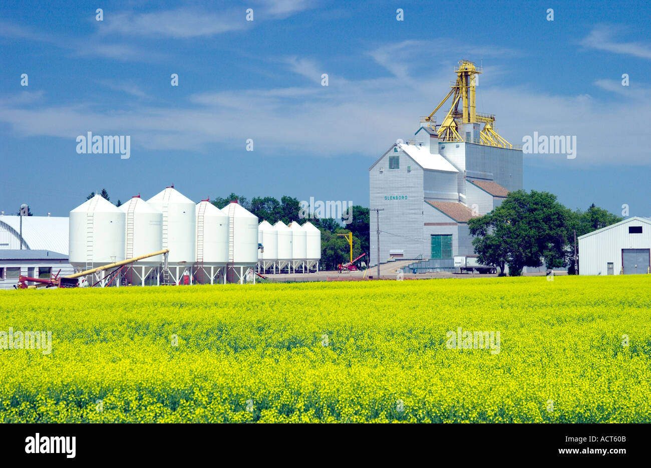 Grain elevator and canola field at Glenboro Manitoba Canada Stock Photo ...