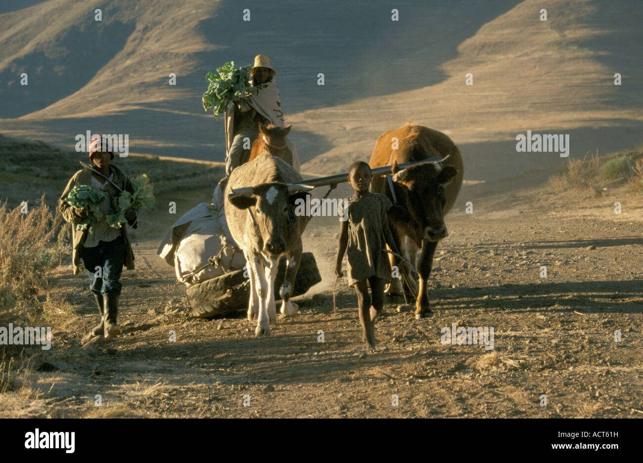 Cattle pulling a sledge made from an old tractor tyre along a dusty ...