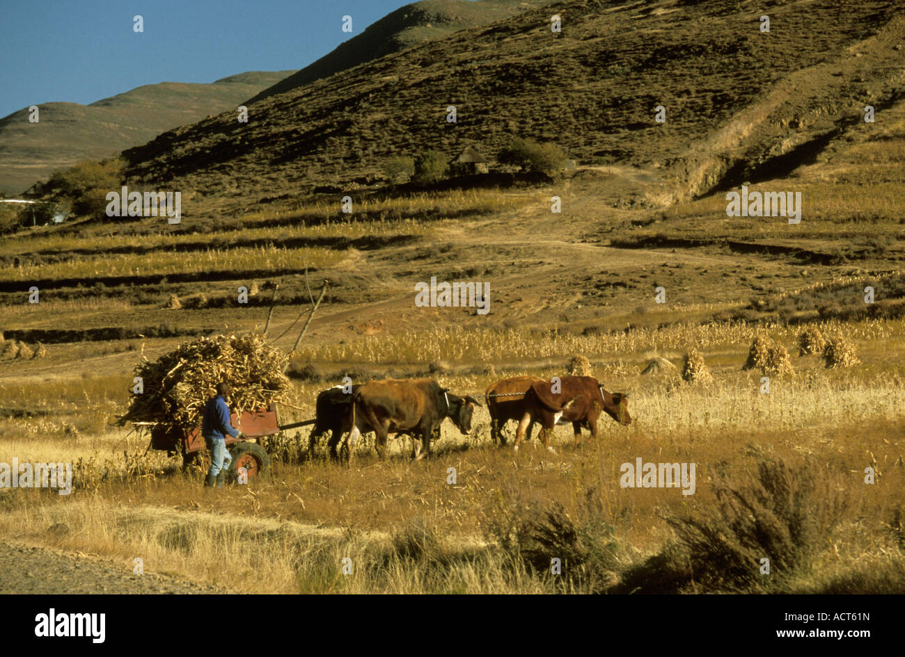 A rural mountain scene of cattle pulling a small cart laden with maize ...