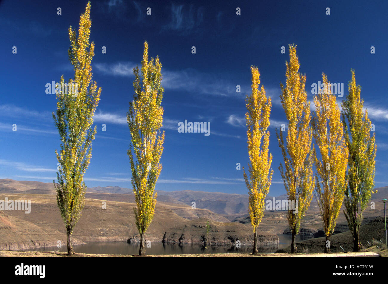 Towering Poplar Trees High Resolution Stock Photography and Images - Alamy