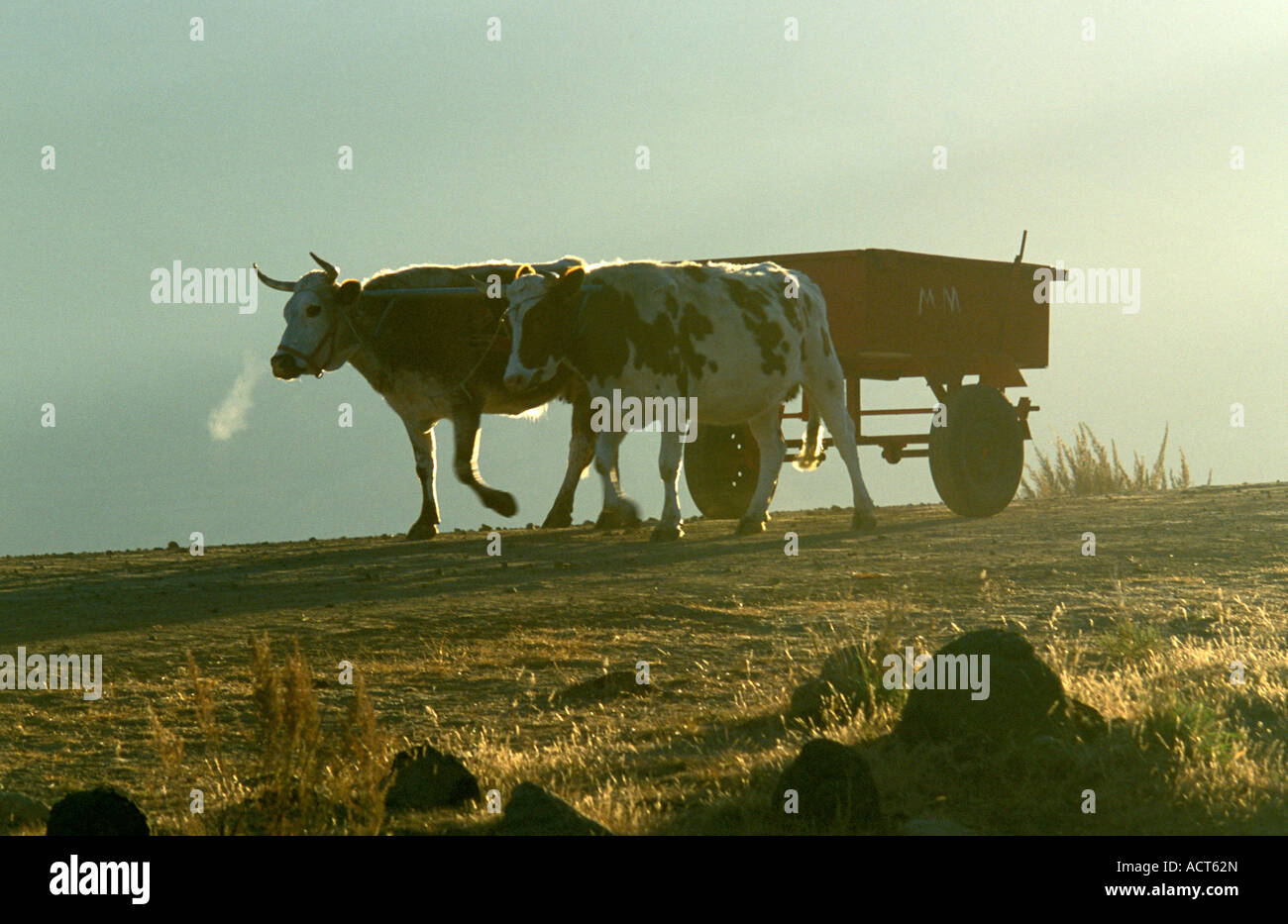 Oxen pulling hi-res stock photography and images - Alamy