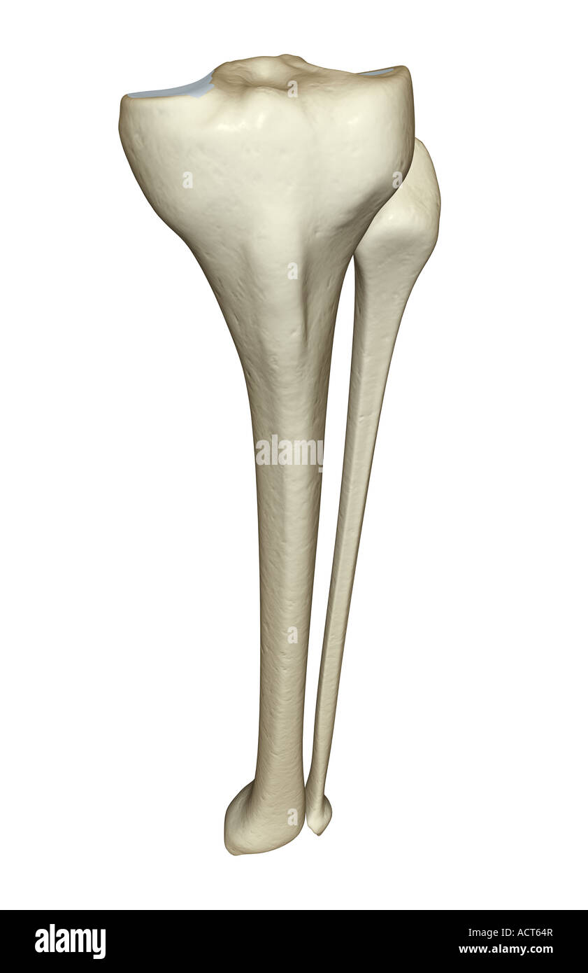 The bones of the leg Stock Photo - Alamy
