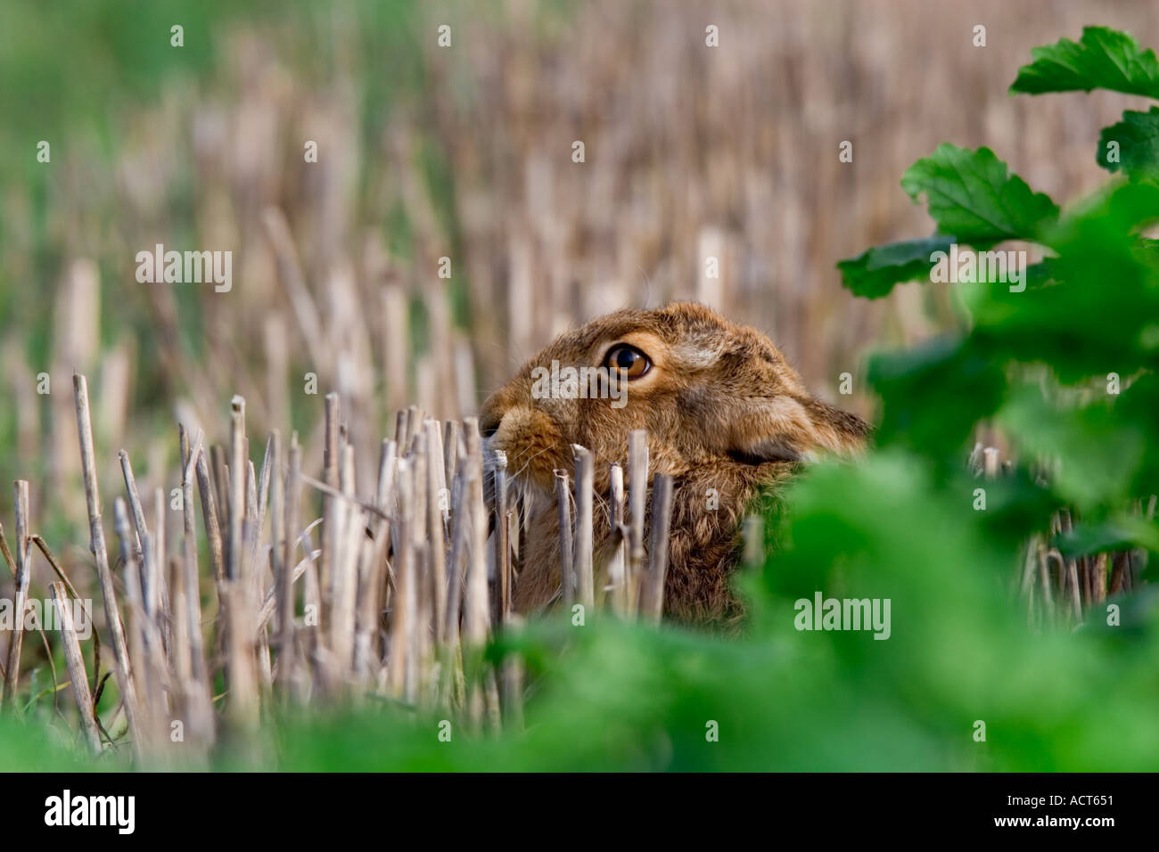 Brown Hare Lepus capensis laying hidden in stubble with ears back ...