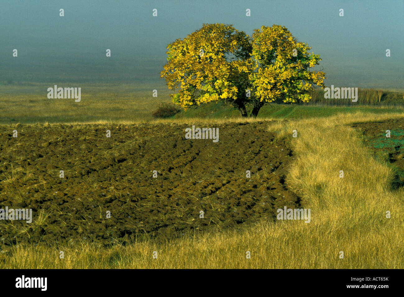 Hazy landscape with a ploughed field and a lone tree with autumn leaves ...