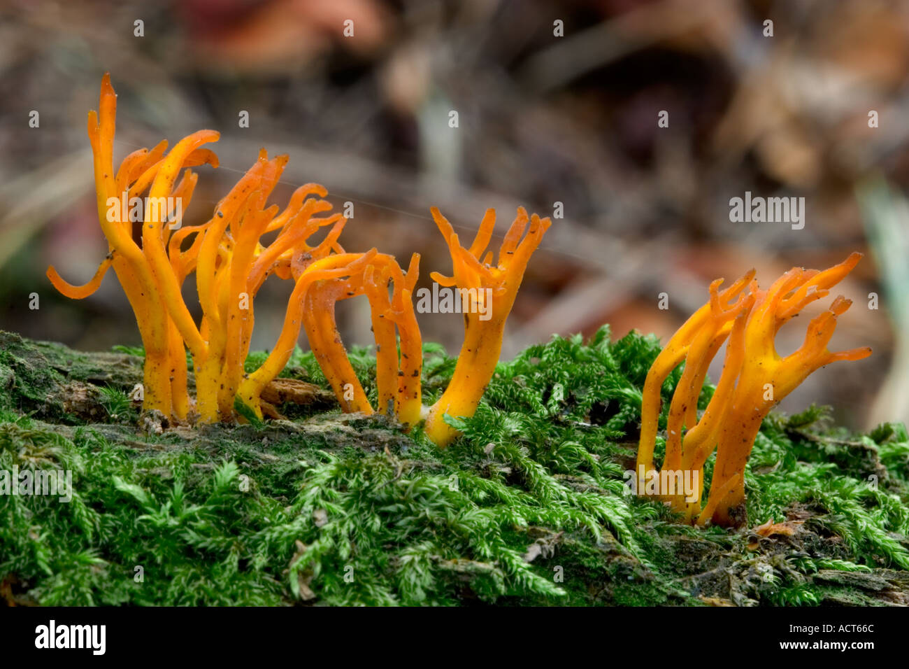 Yellow Stags horn fungus Calocera viscosa close up view growing on ...