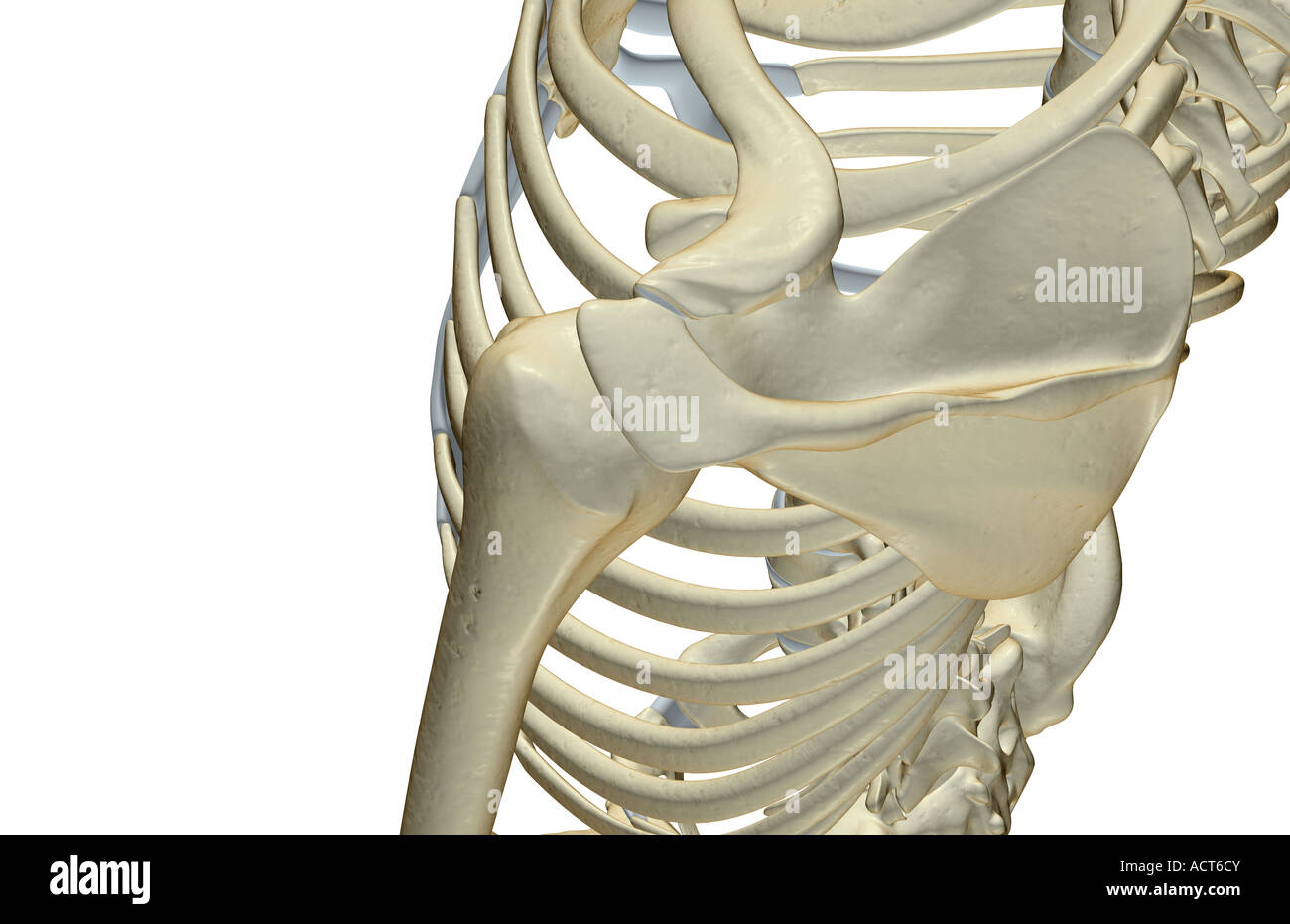 The bones of the shoulder Stock Photo - Alamy