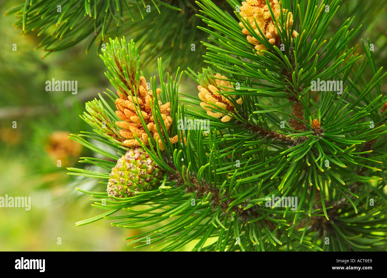 Immature pine cones on trees in development stage Stock Photo - Alamy
