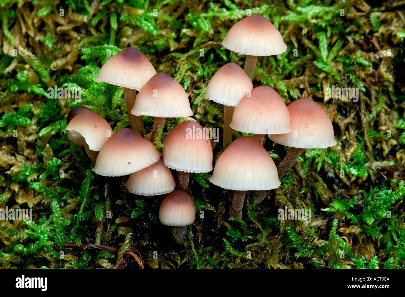 Foot fungus hi-res stock photography and images - Alamy