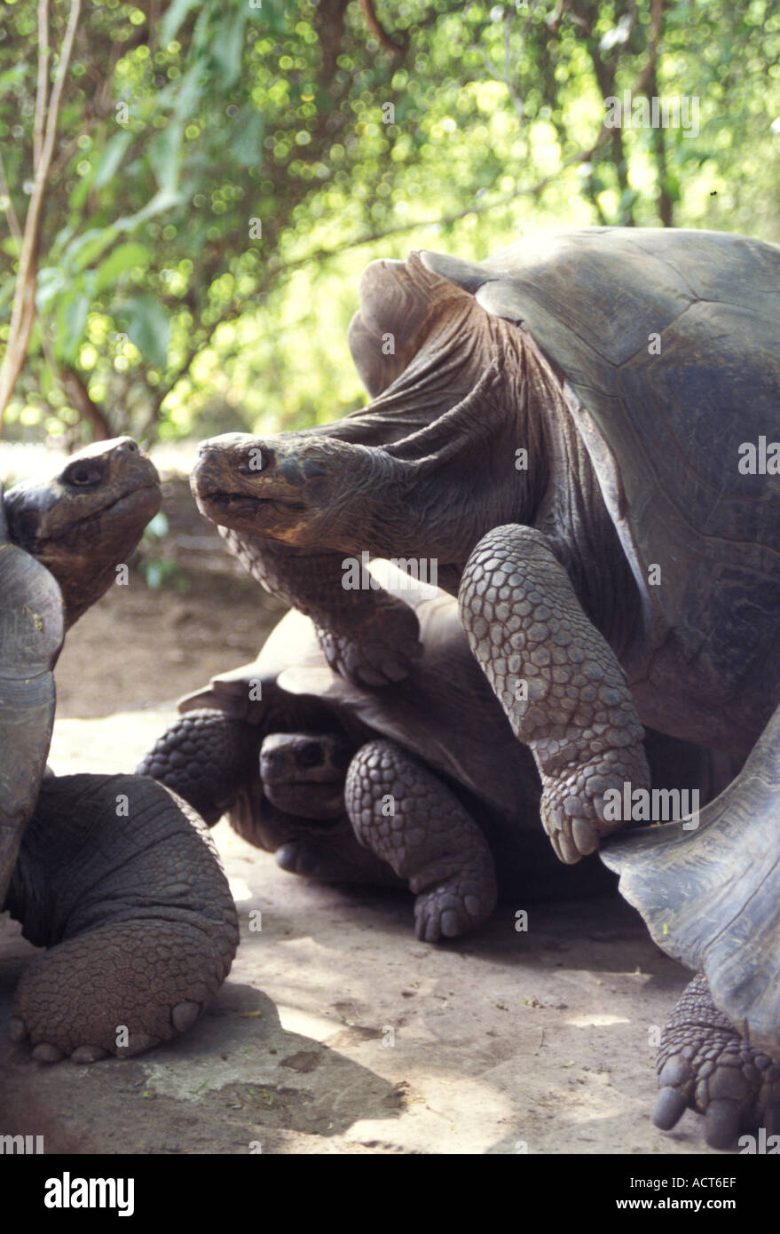 Giant Galapagos Tortoise MRsed Tortoise Breeding Center Isabella Is ...