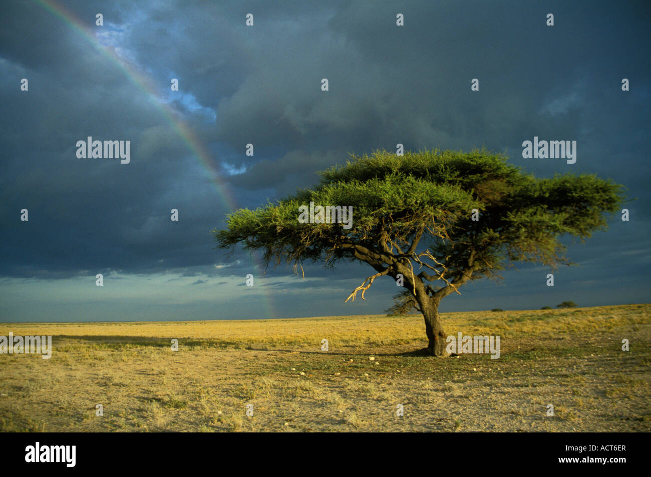 Kalahari landscape with a lone Acacia tree and partial rainbow ...