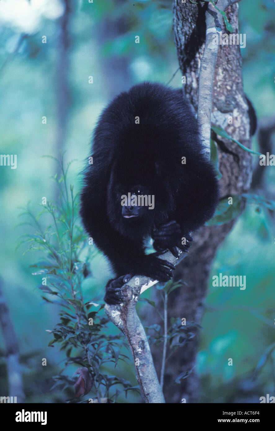 Black Howler Monkey belize Also in jungles and rainforests of Central ...