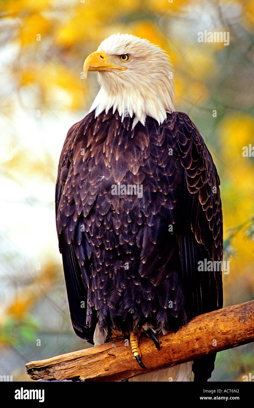 Bald Eagle, Pacific Northwest, Washington Stock Photo - Alamy