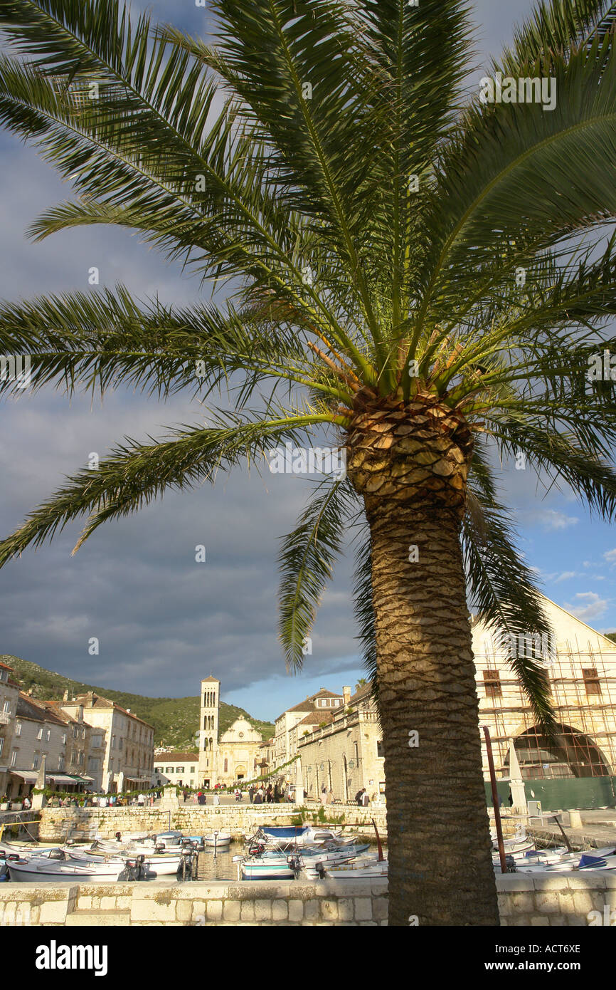 Main square of Hvar with palm in Hvar island Dalmatia Adria Croatia ...