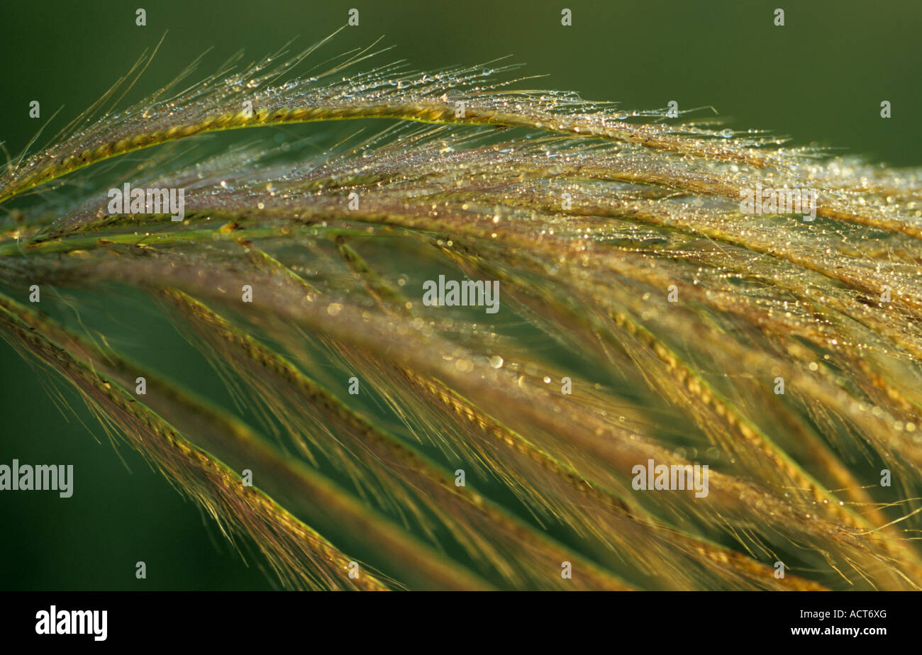 Close up of the seed head veld grass Chloris sp with dew drops caught ...
