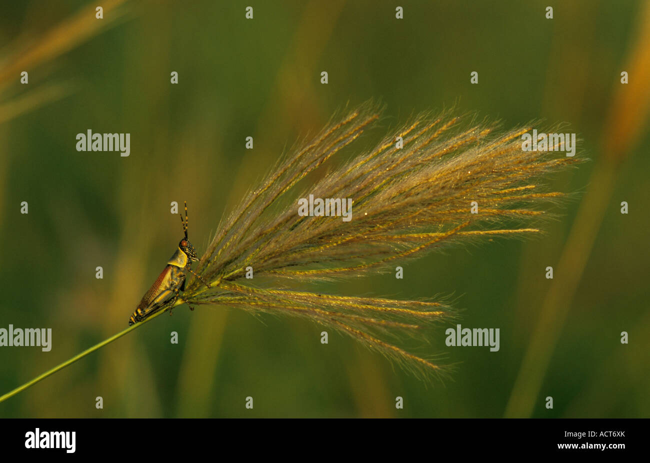 A colourful locust perched on a stem of grass Sabi Sand Game Reserve ...