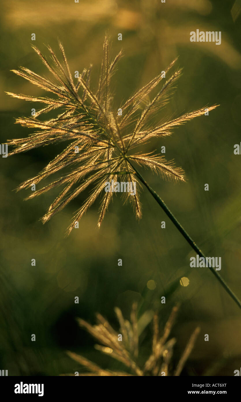 A stalk of feathery wild grass backlit Sabi Sand Game Reserve ...