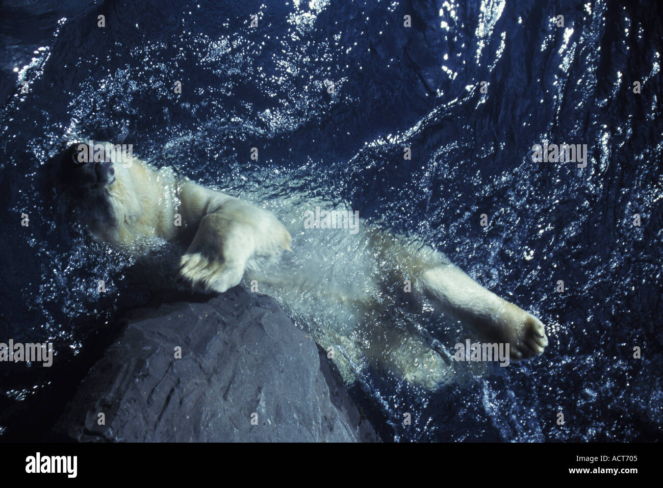 Polar bear swimming in summe heat Kike Calvo Visual Written Stock Photo ...