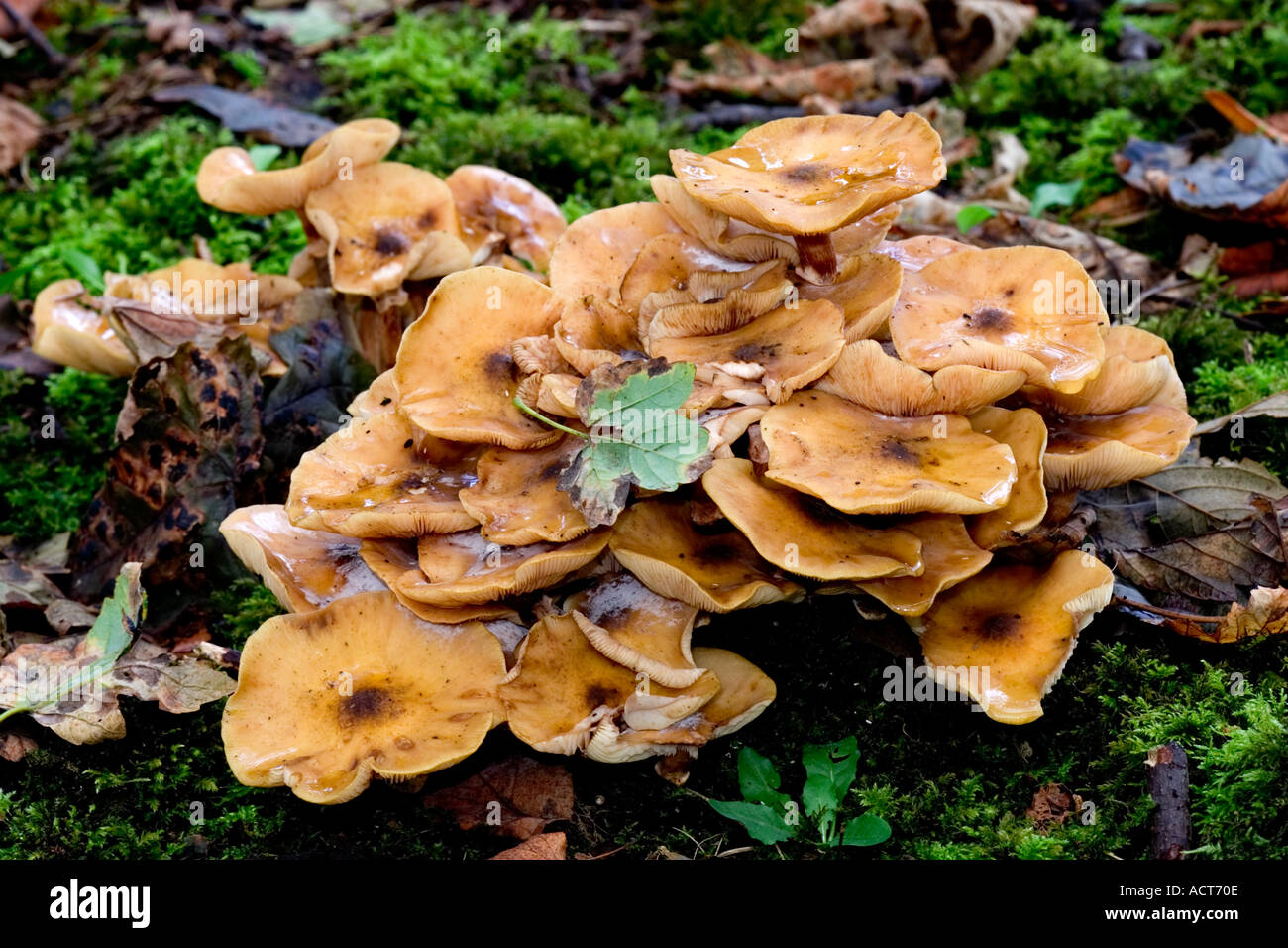 The Honey Mushroom Armillaria mellea growing over old stump the lodge ...