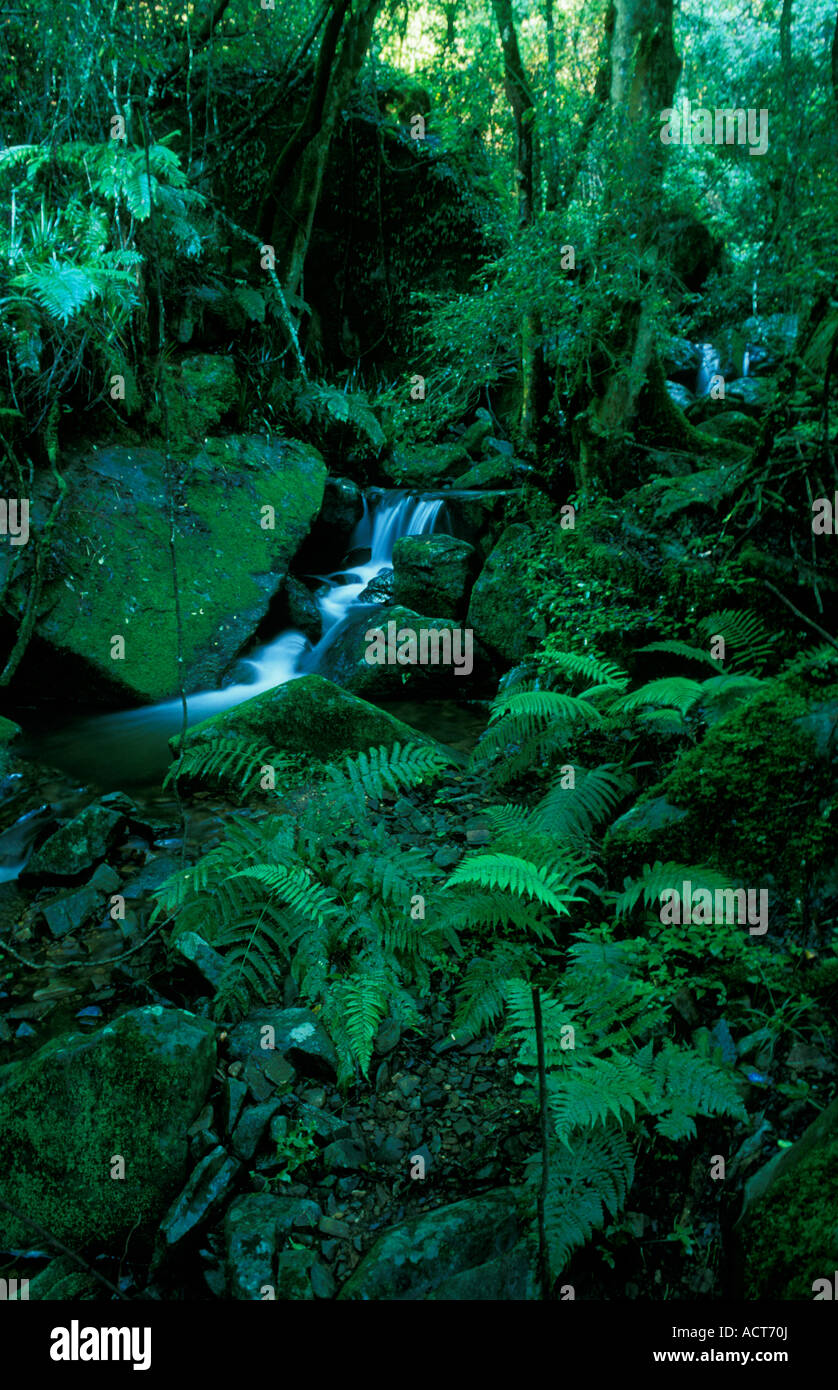 A mountain stream flowing through a pristine stretch of riverine forest ...