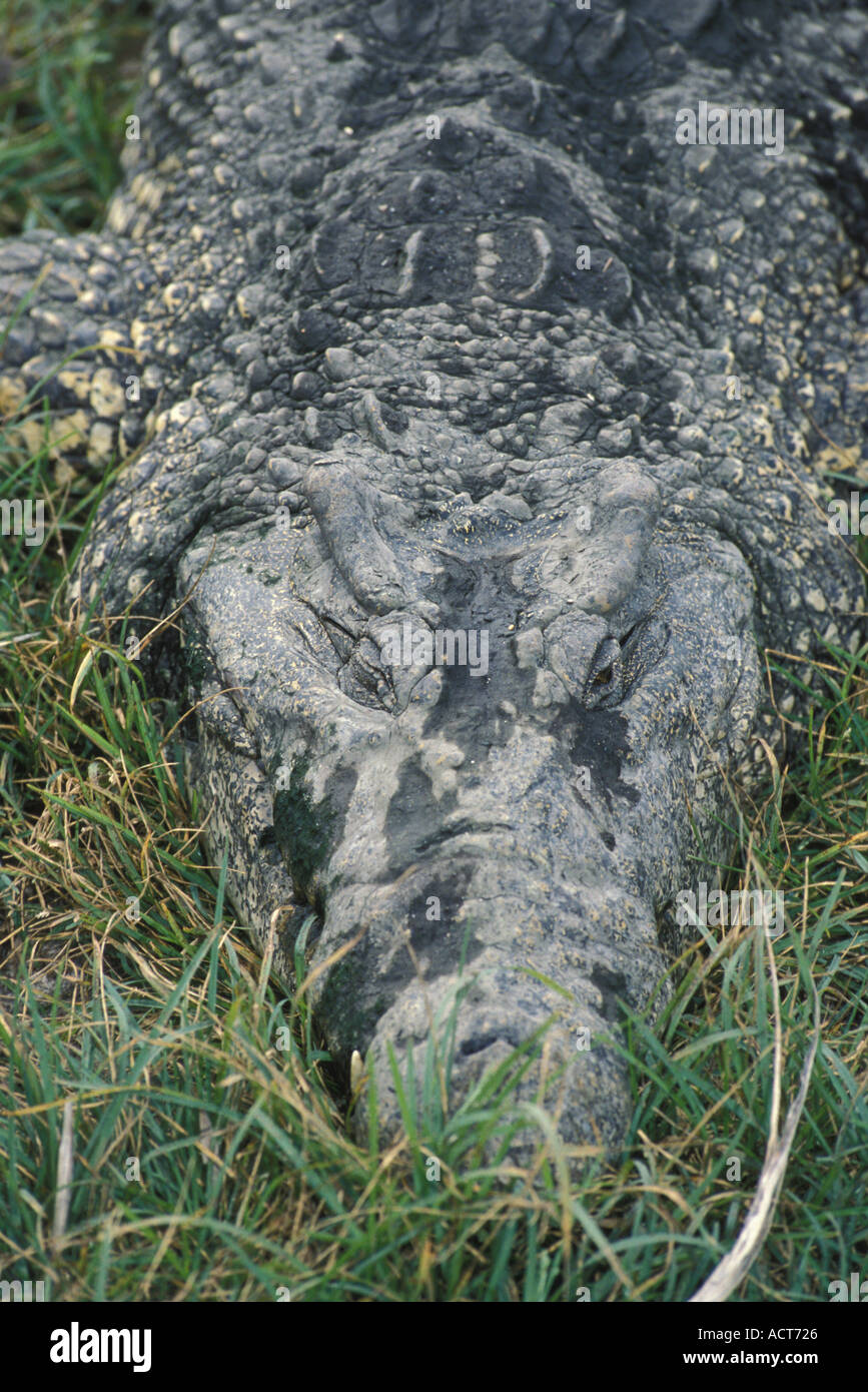 Cuban Crocodile also Pearly Croc Crocodylus rhombifer Endemic Cuba Kike ...