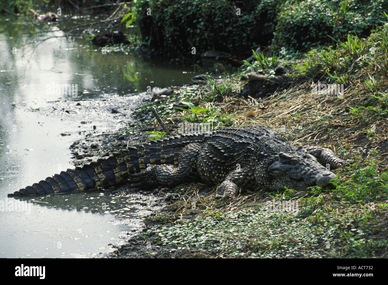 Cuban Crocodile also Pearly Croc Crocodylus rhombifer Cuba Kike Calvo ...