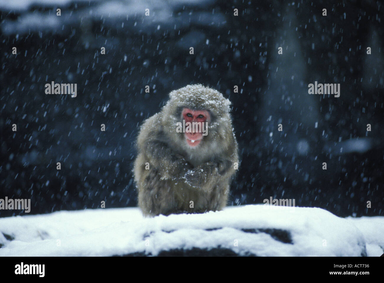 Snow Monkey in winter storm Japan Kike Calvo Visual Written Stock Photo ...