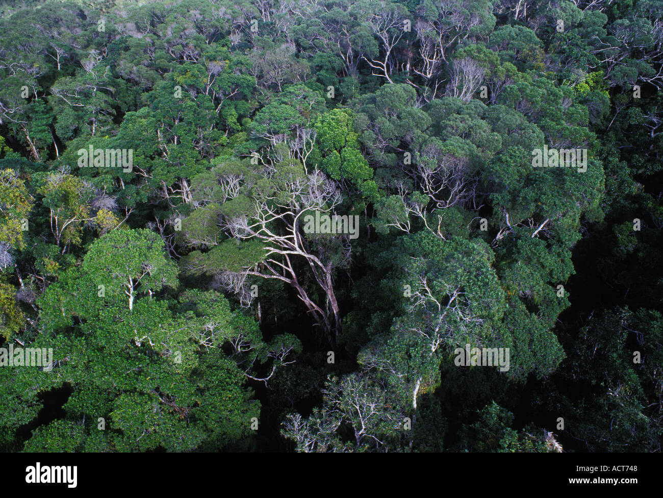 Tropical Rainforest Queensland Australia Cairns Stock Photo - Alamy