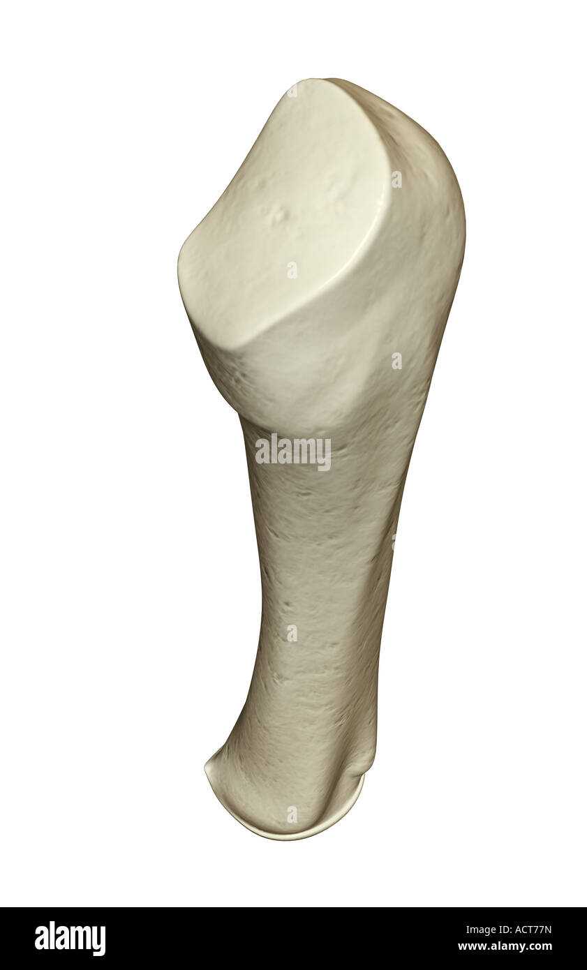 The bones of the finger Stock Photo - Alamy