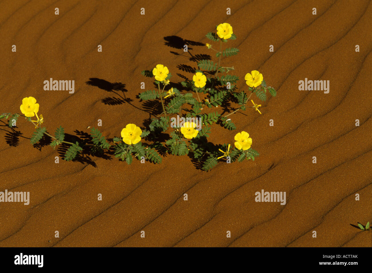 Flowering plant with bright yellow flowers growing in desert sand ...