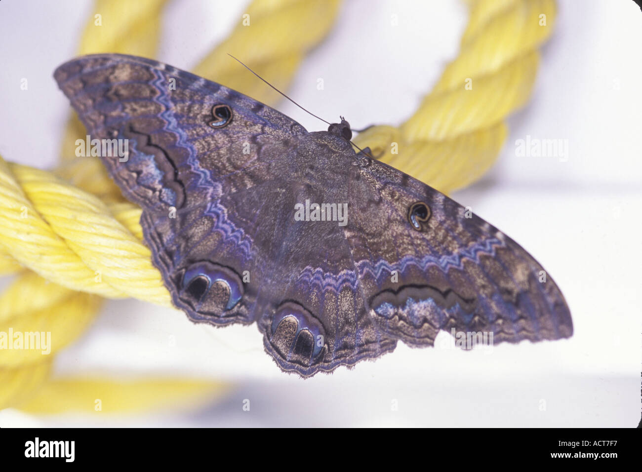 moth butterfly bahamas caribbean Stock Photo - Alamy