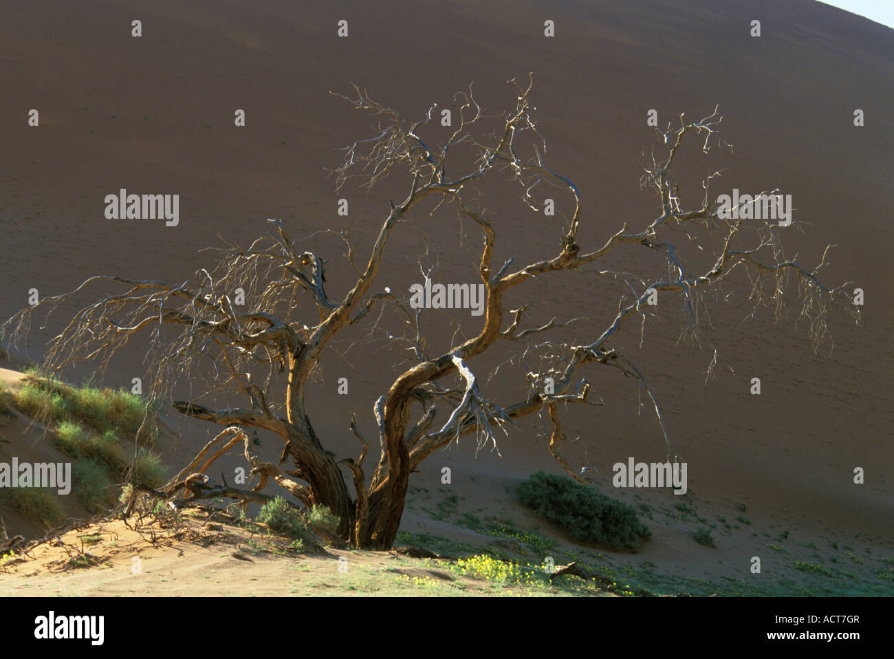 A dead tree at the base of a sand dune Sossusvlei Namibia Stock Photo ...