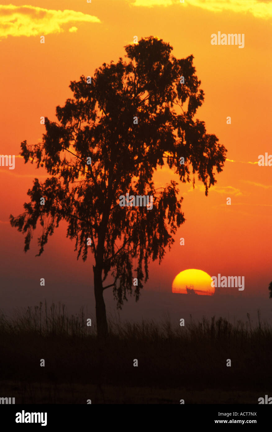 Sunrise sky tree orb hi-res stock photography and images - Alamy