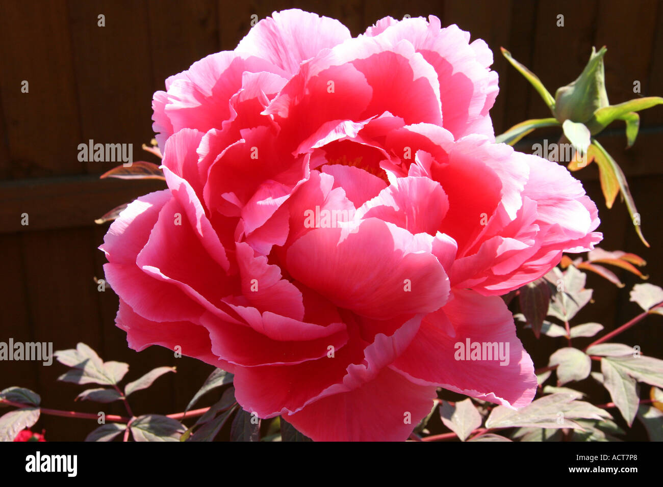 large pink blooms Stock Photo - Alamy