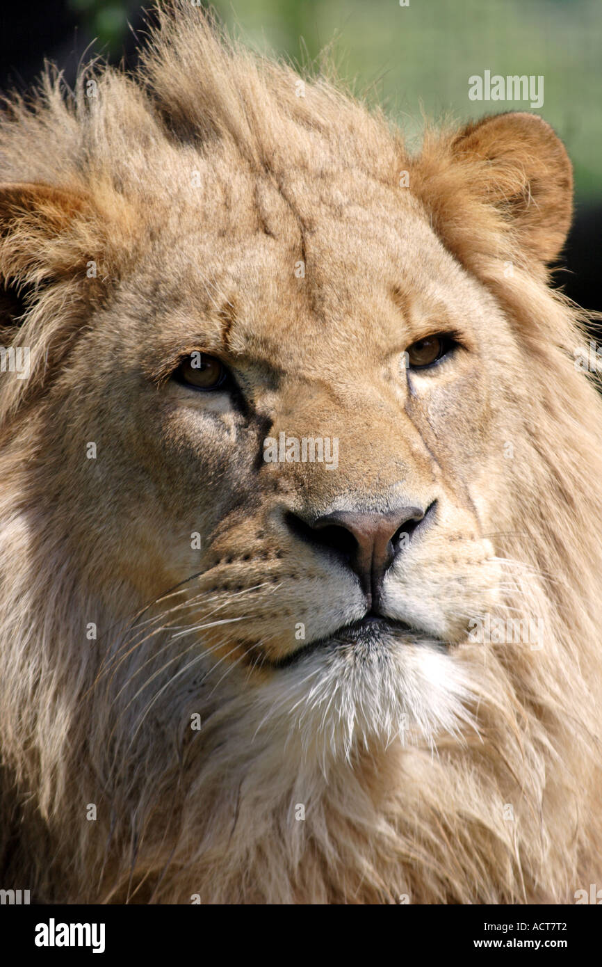 Male lion washing hi-res stock photography and images - Alamy
