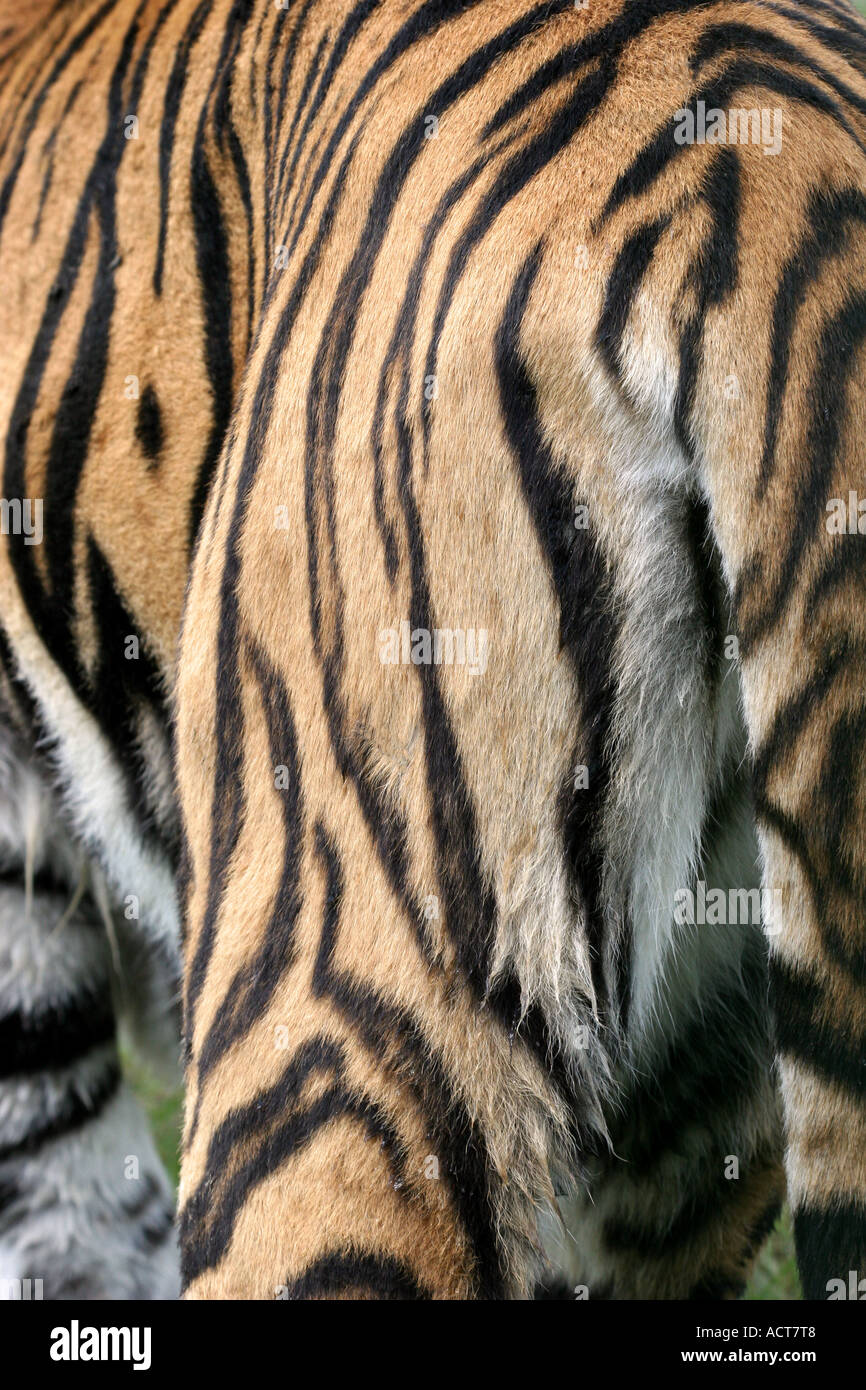 Tiger Licking Its Nose High Resolution Stock Photography and Images - Alamy
