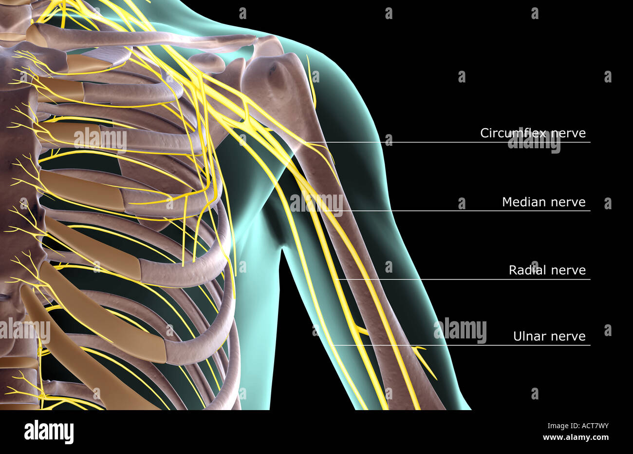 The nerves of the shoulder Stock Photo - Alamy