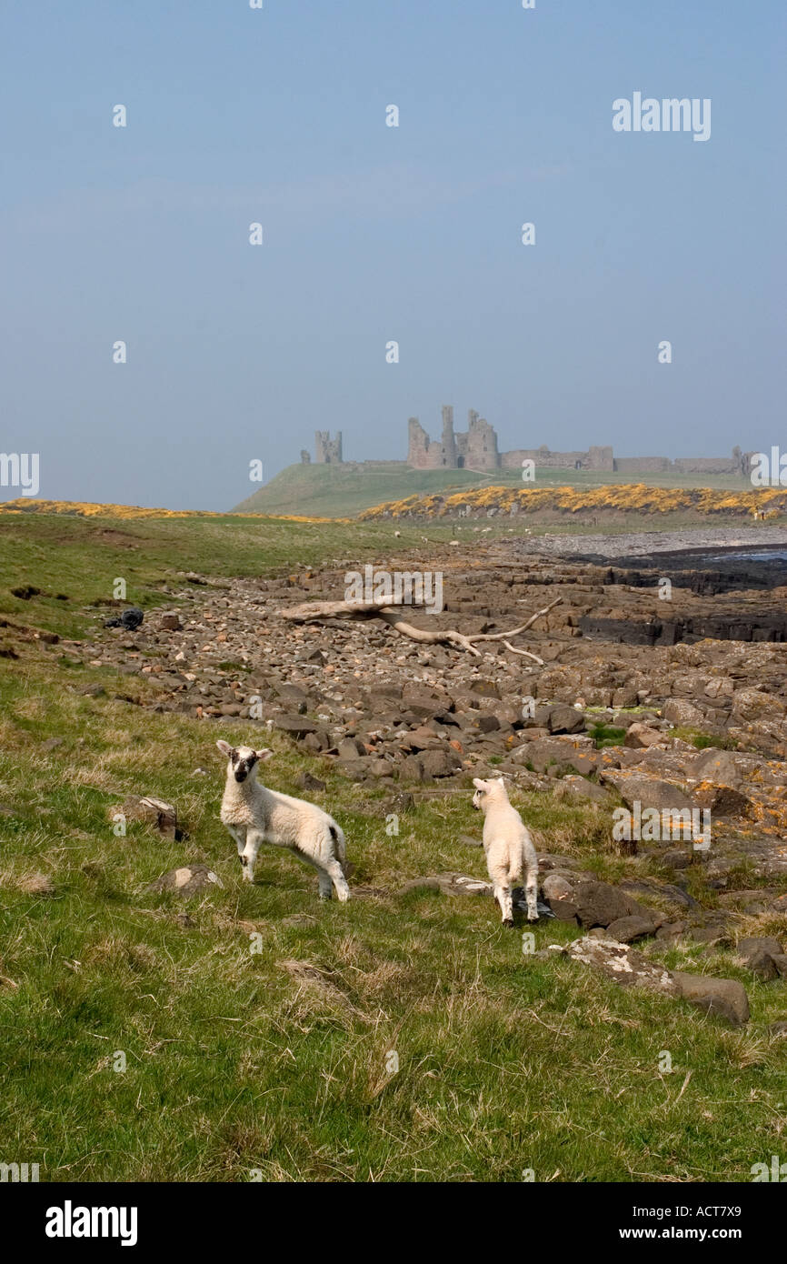 Two lambs playing on seashore in front of the historic bamburgh castle ...