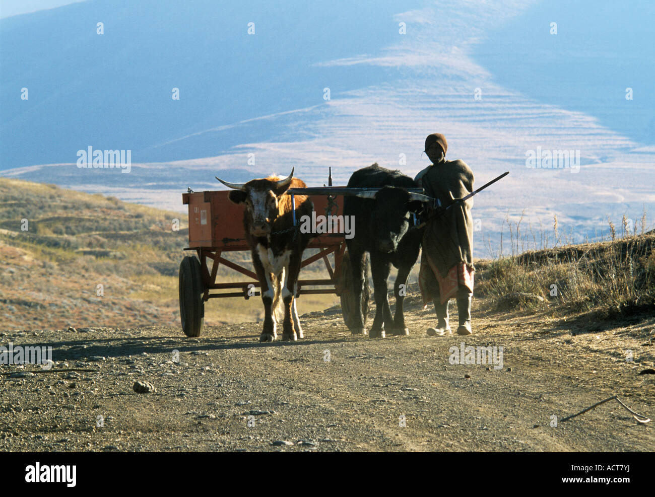 A Lesotho man leading a pair of oxen pulling a small red wagon up a ...