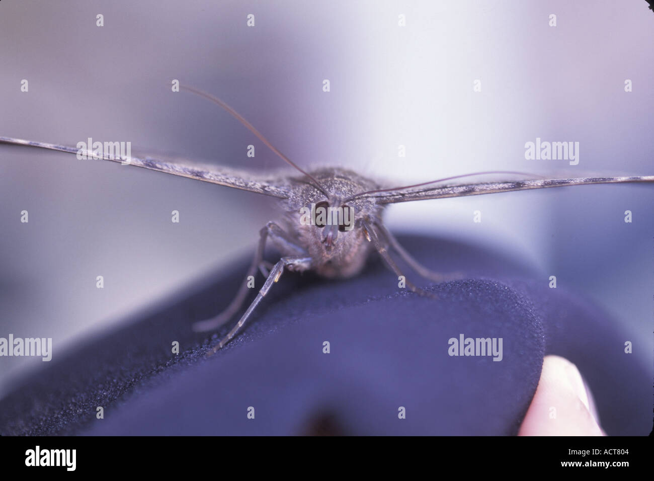 moth butterfly bahamas caribbean Stock Photo - Alamy