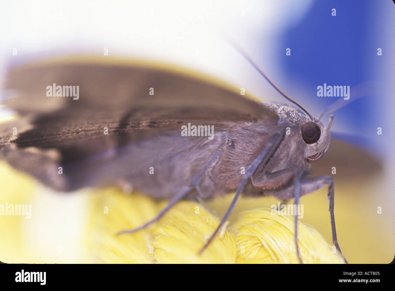 Moth butterfly bahamas caribbean hi-res stock photography and images ...