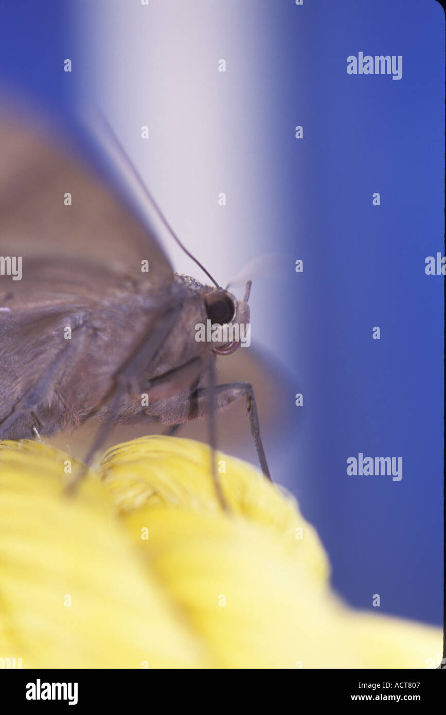 moth butterfly bahamas caribbean Stock Photo - Alamy