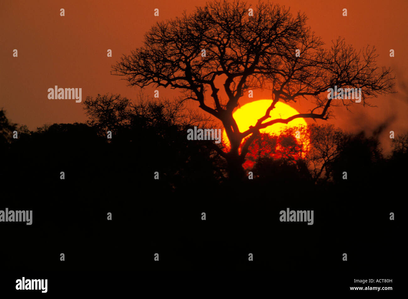 Bushveld sunset with sun slipping below the horizon behind an acacia ...