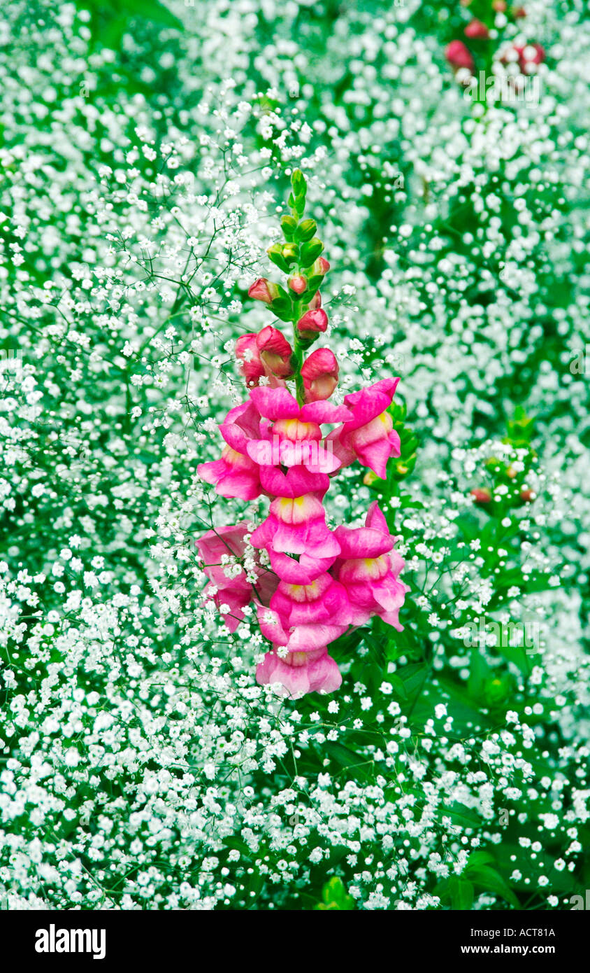 Closeup of the snap dragon flower stalk in the English Gardens of ...
