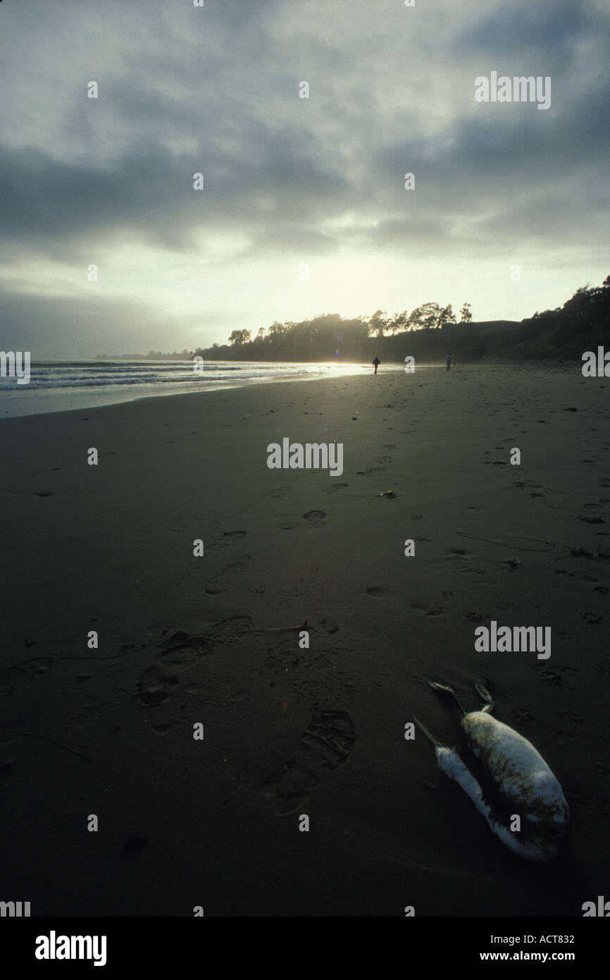 Dead Seagull on the beach California Pacific Kike Calvo Visual Written ...