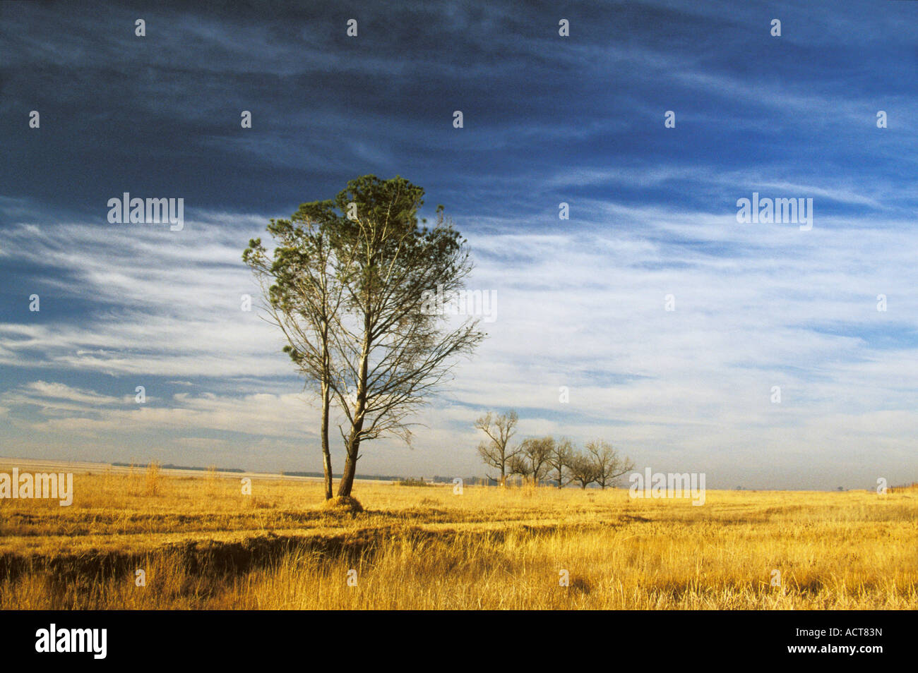 Landscape showing a flat plain of dry highveld grass under gathering ...