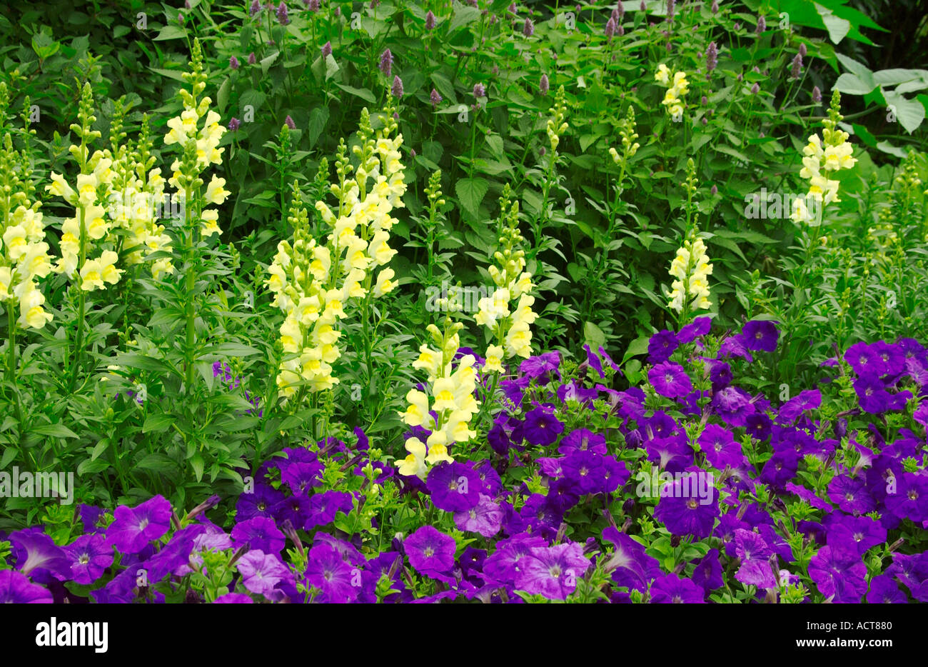 Yellow snapdragons and violet petunias in the English Gardens of the ...